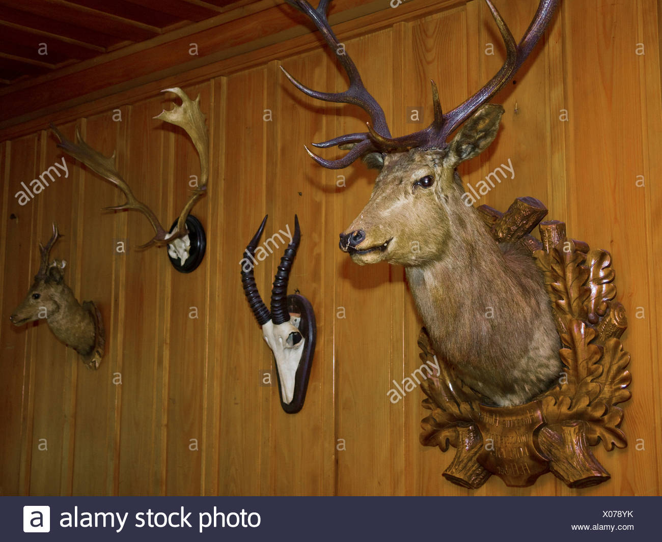 Hunting Lodge Antlers High Resolution Stock Photography and Images - Alamy
