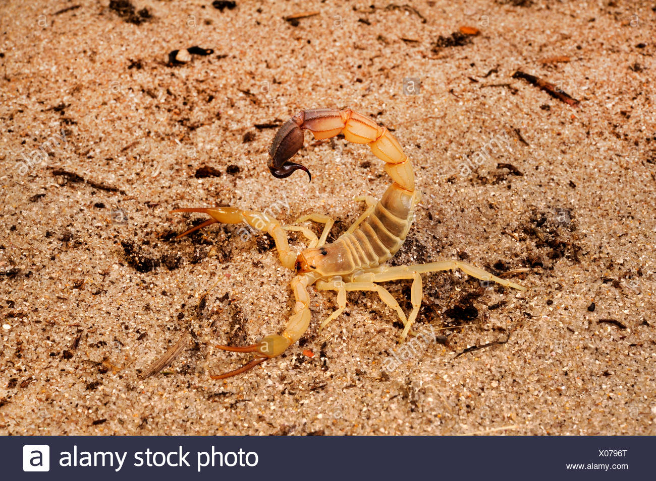 Fat Tailed Scorpion Desert High Resolution Stock Photography and Images ...