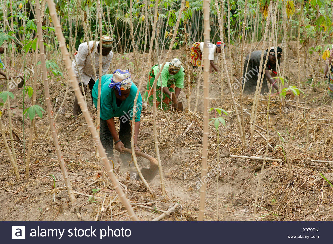Maniok Stock Photos & Maniok Stock Images - Alamy
