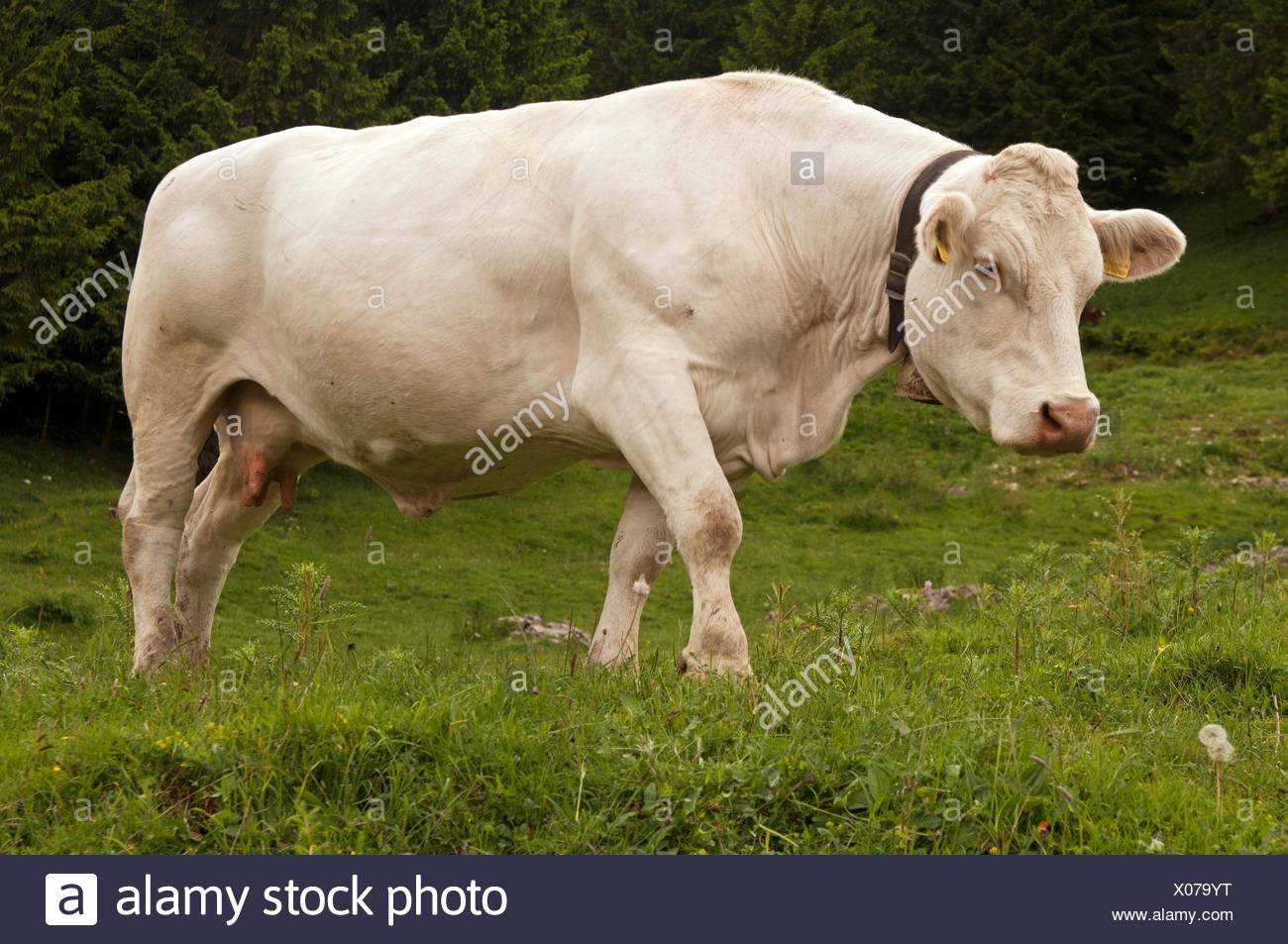 Dual Nature High Resolution Stock Photography and Images - Alamy