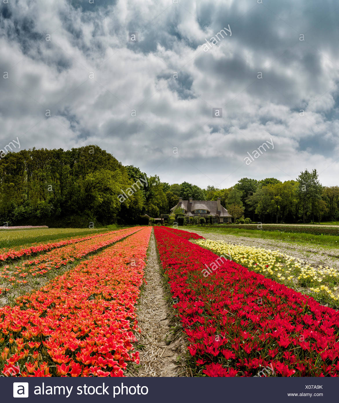 Lisse Stock Photos & Lisse Stock Images - Alamy