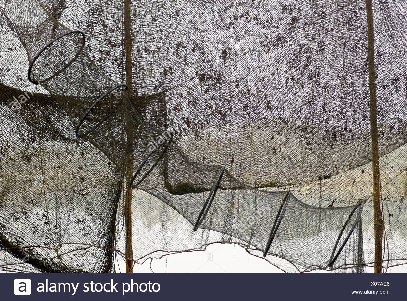 Bow Net Trap High Resolution Stock Photography and Images - Alamy