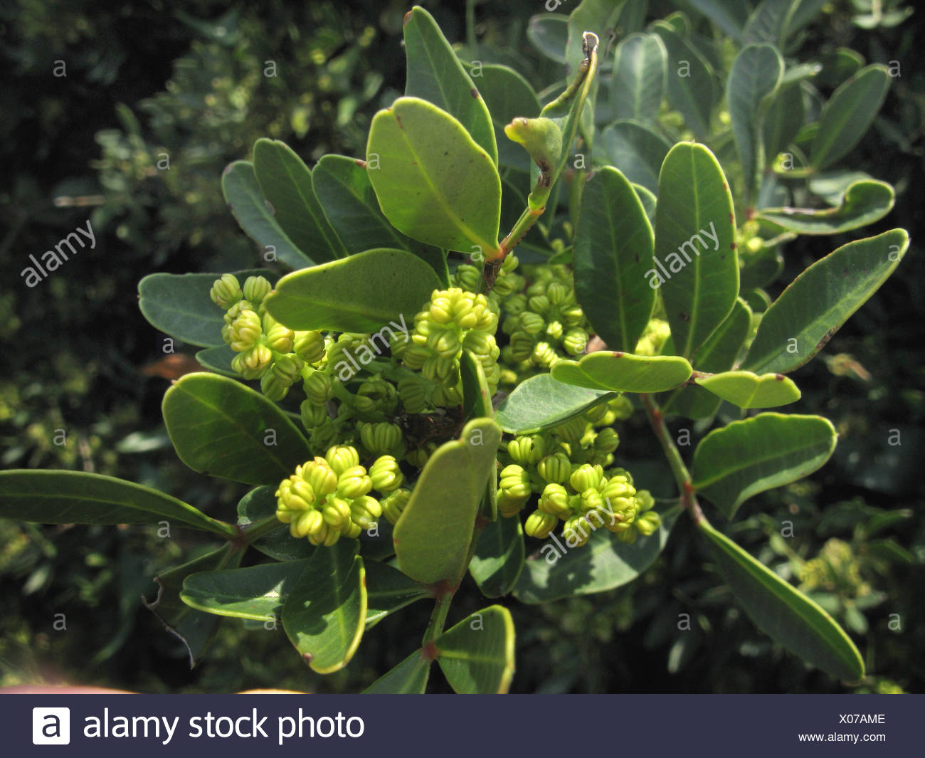 Mastic Tree Stock Photos & Mastic Tree Stock Images - Alamy