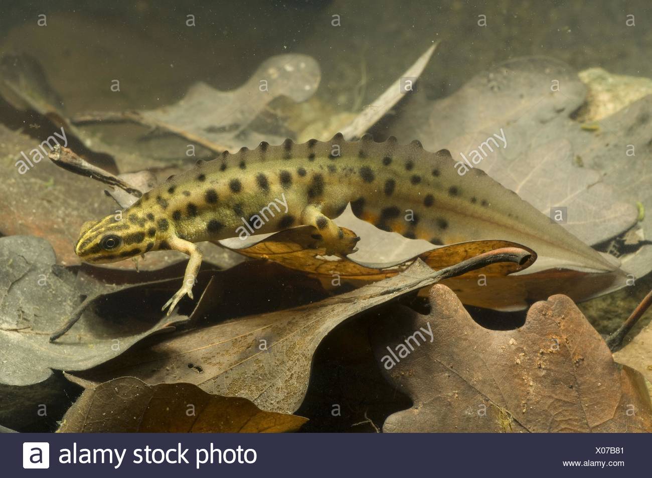 Common Water Newt High Resolution Stock Photography and Images - Alamy