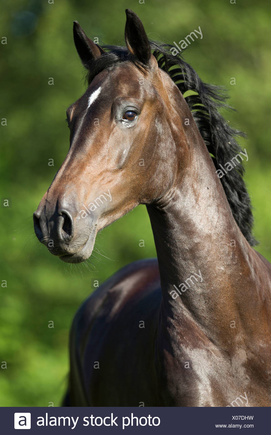 Hackney Horse Stock Photos & Hackney Horse Stock Images - Alamy