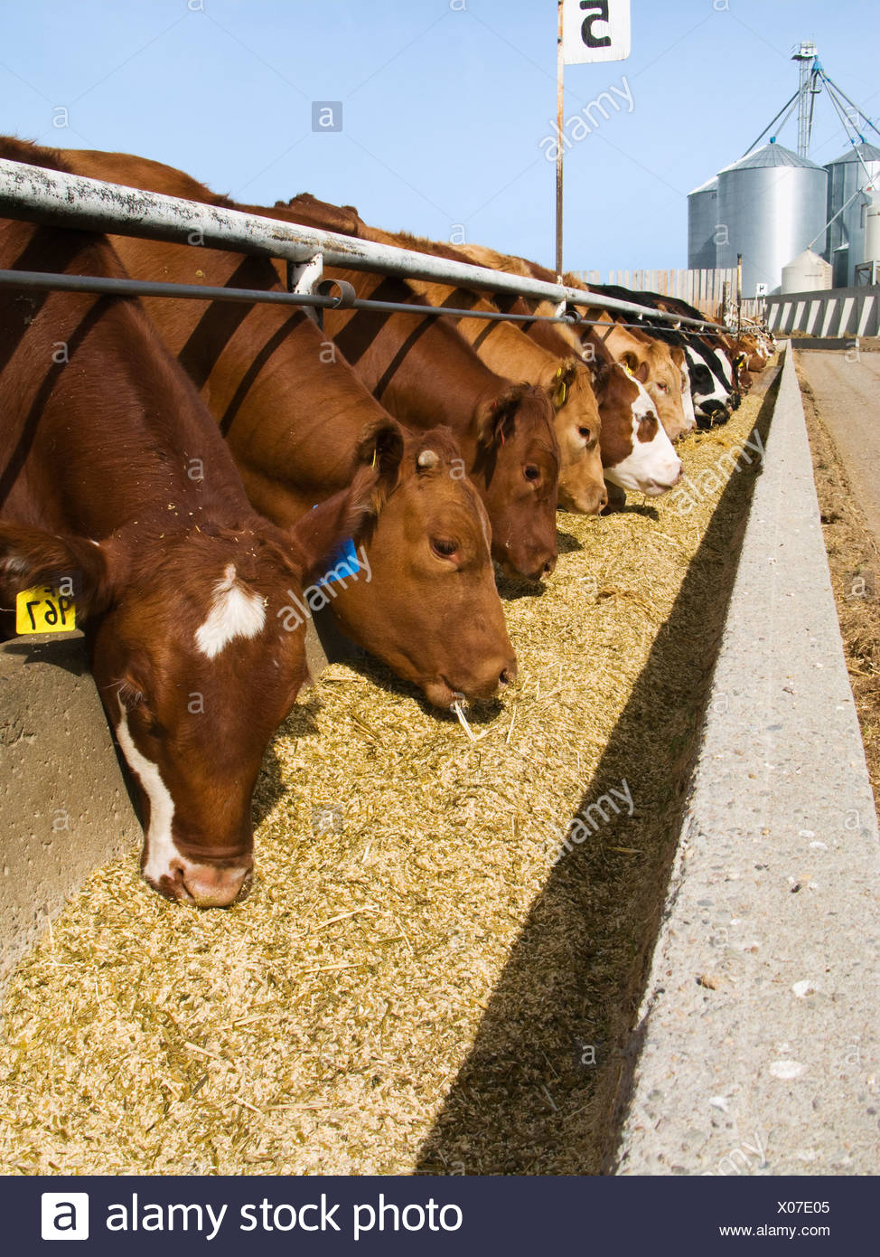 Feed Silage Stock Photos & Feed Silage Stock Images - Alamy