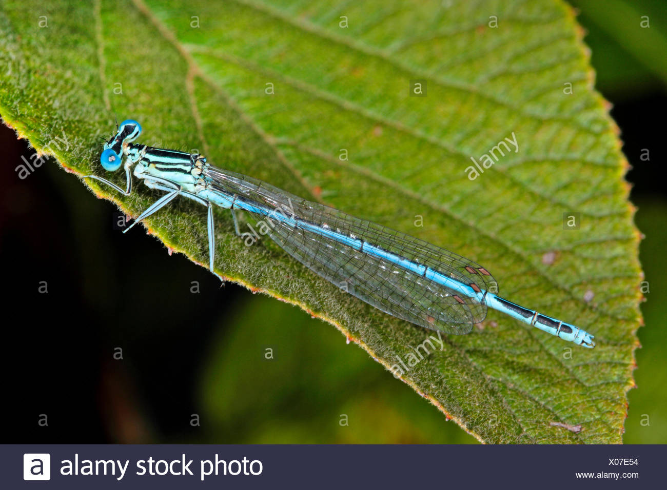 White Damselfly High Resolution Stock Photography and Images - Alamy