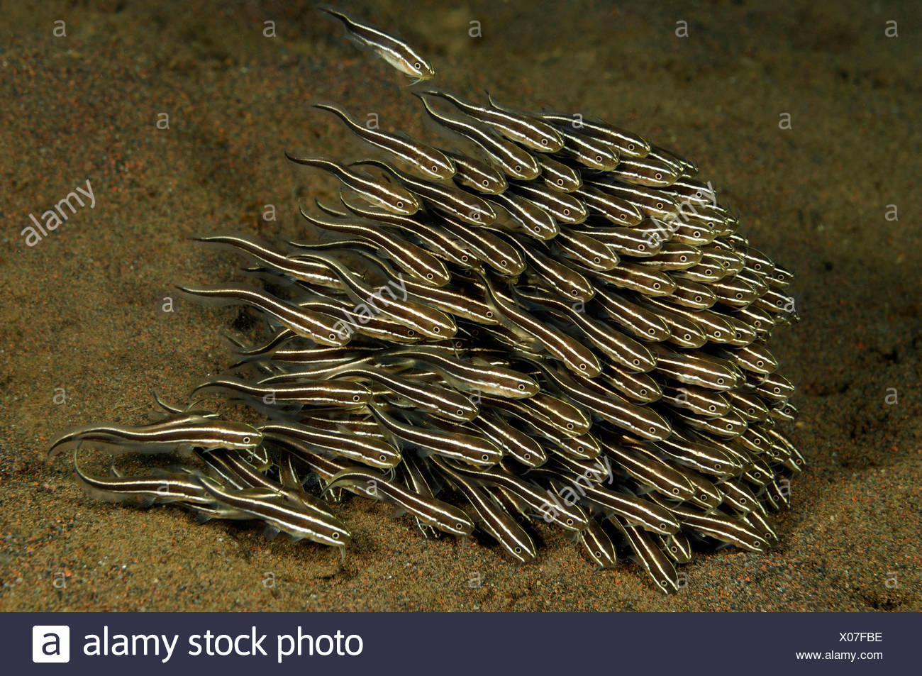 Venomous Striped Eel Catfish High Resolution Stock Photography and ...