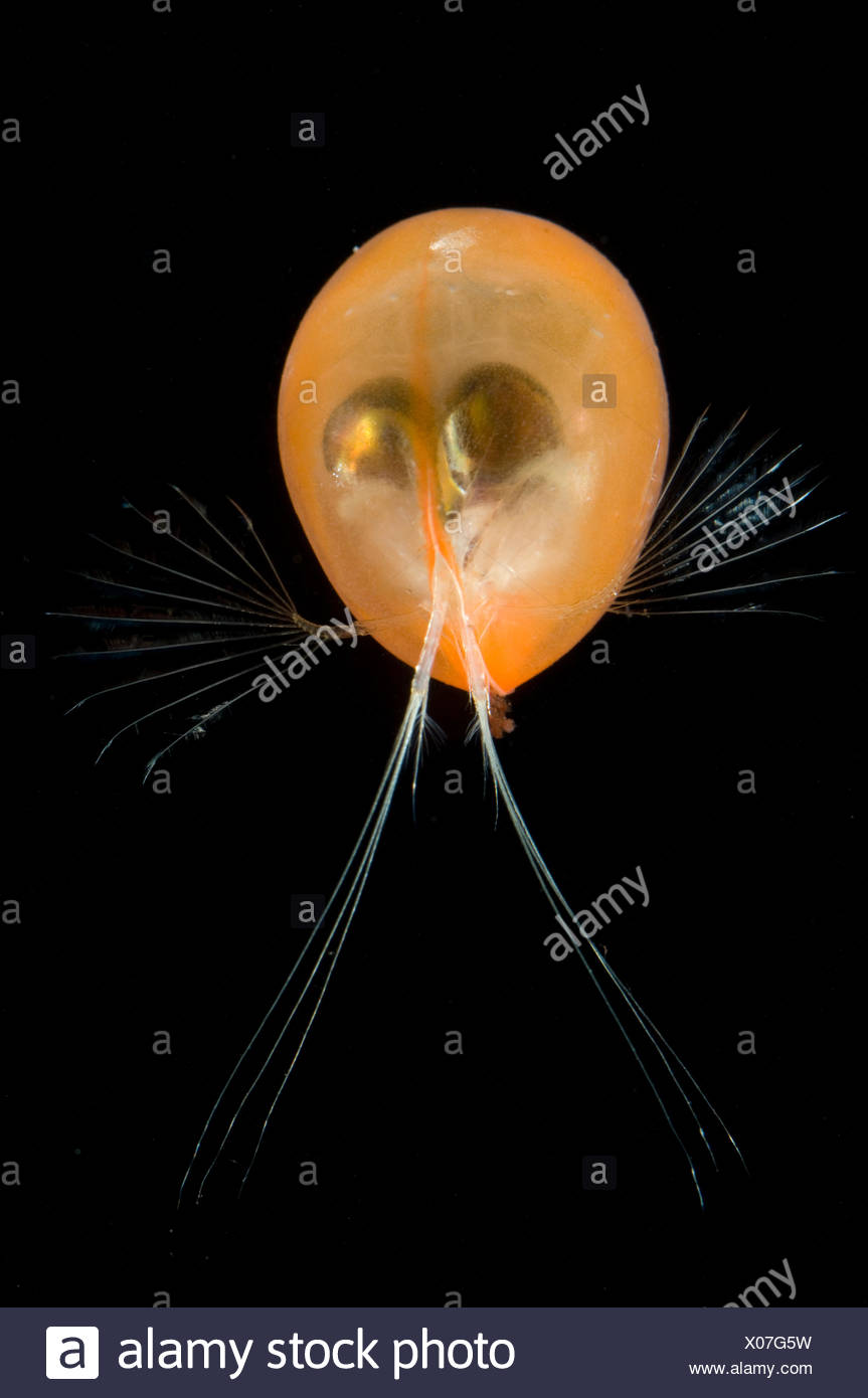 Gigantocypris High Resolution Stock Photography and Images - Alamy