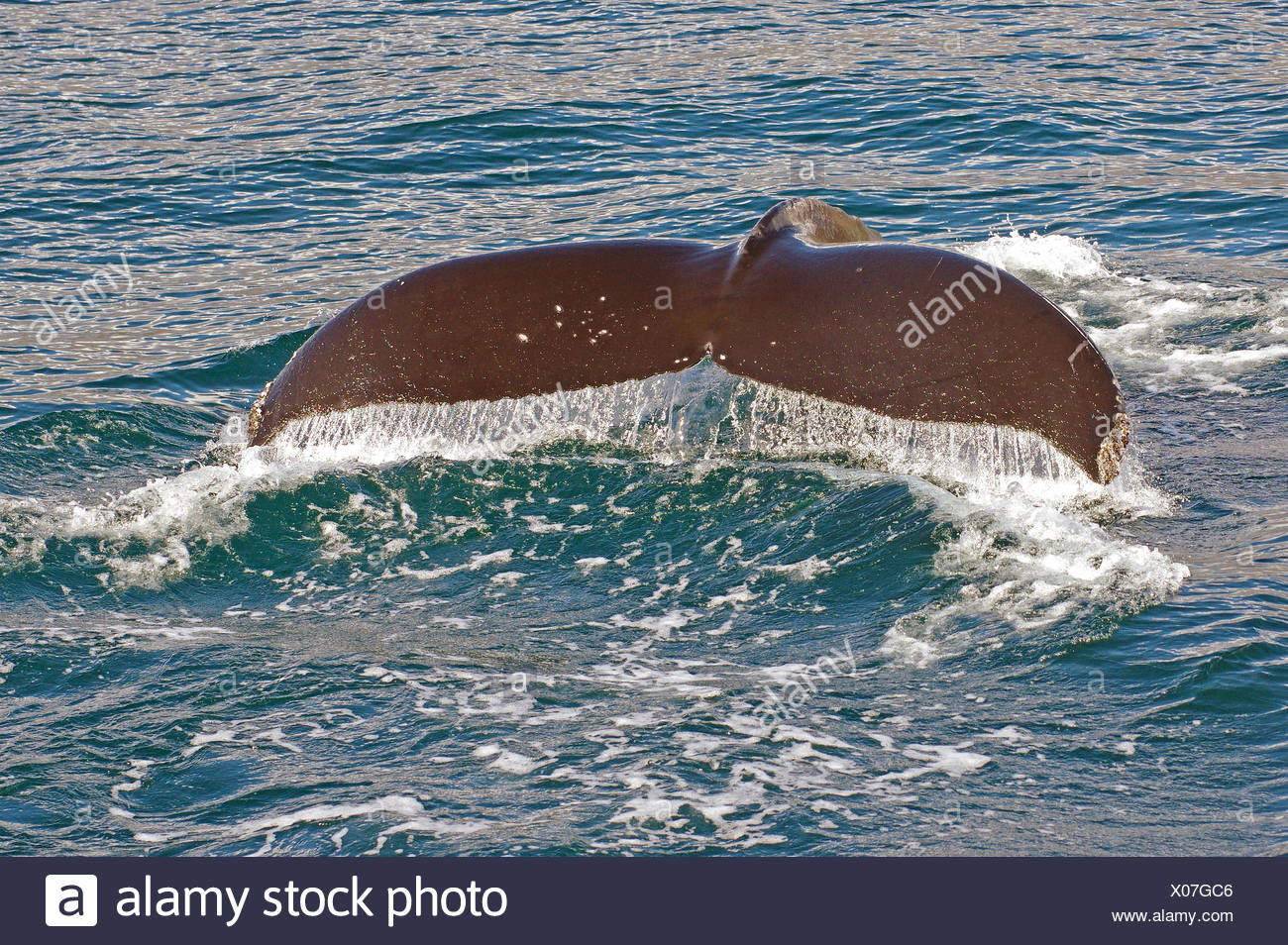 Bartenwale High Resolution Stock Photography and Images - Alamy