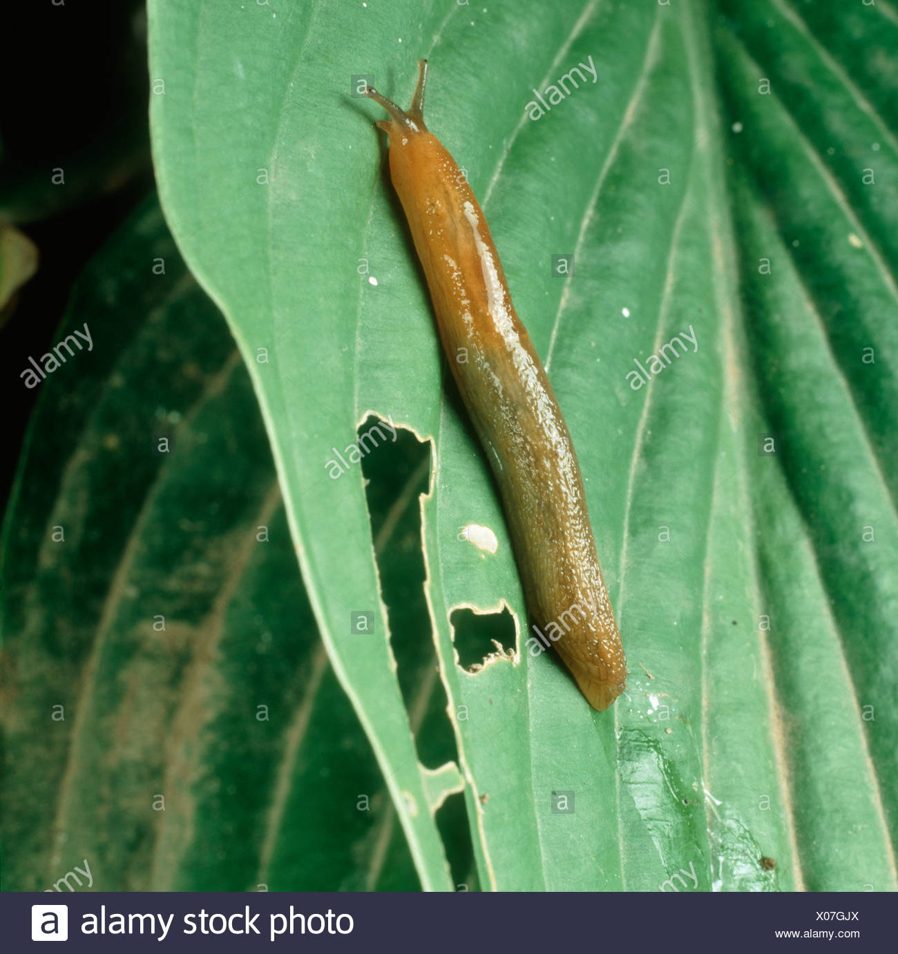 Slug Slime Trail High Resolution Stock Photography and Images - Alamy