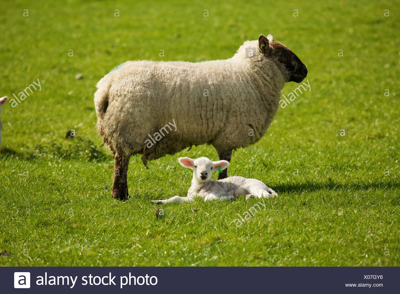 Barnyard Sheep High Resolution Stock Photography and Images - Alamy