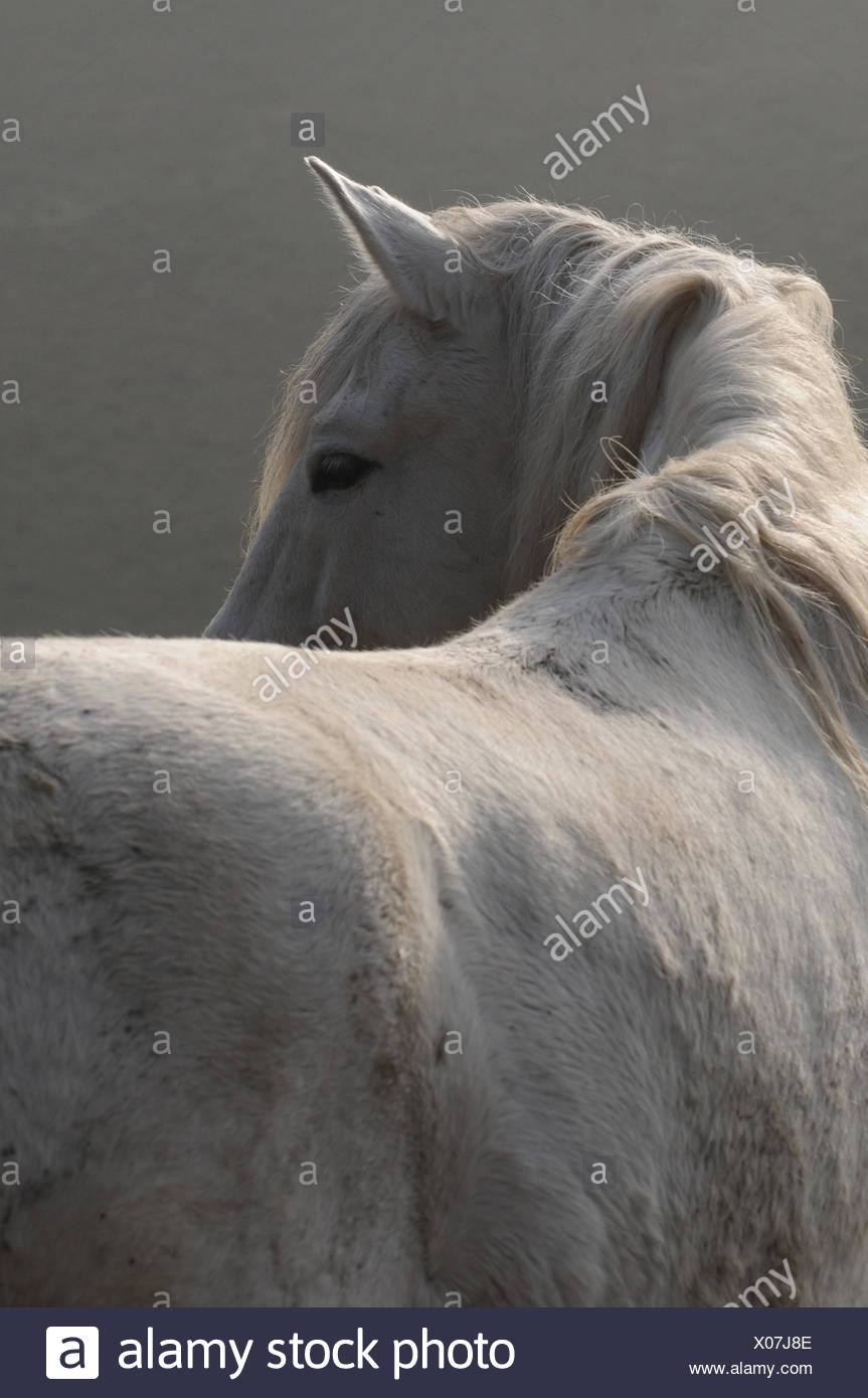 Lusitano Stock Photos & Lusitano Stock Images - Alamy