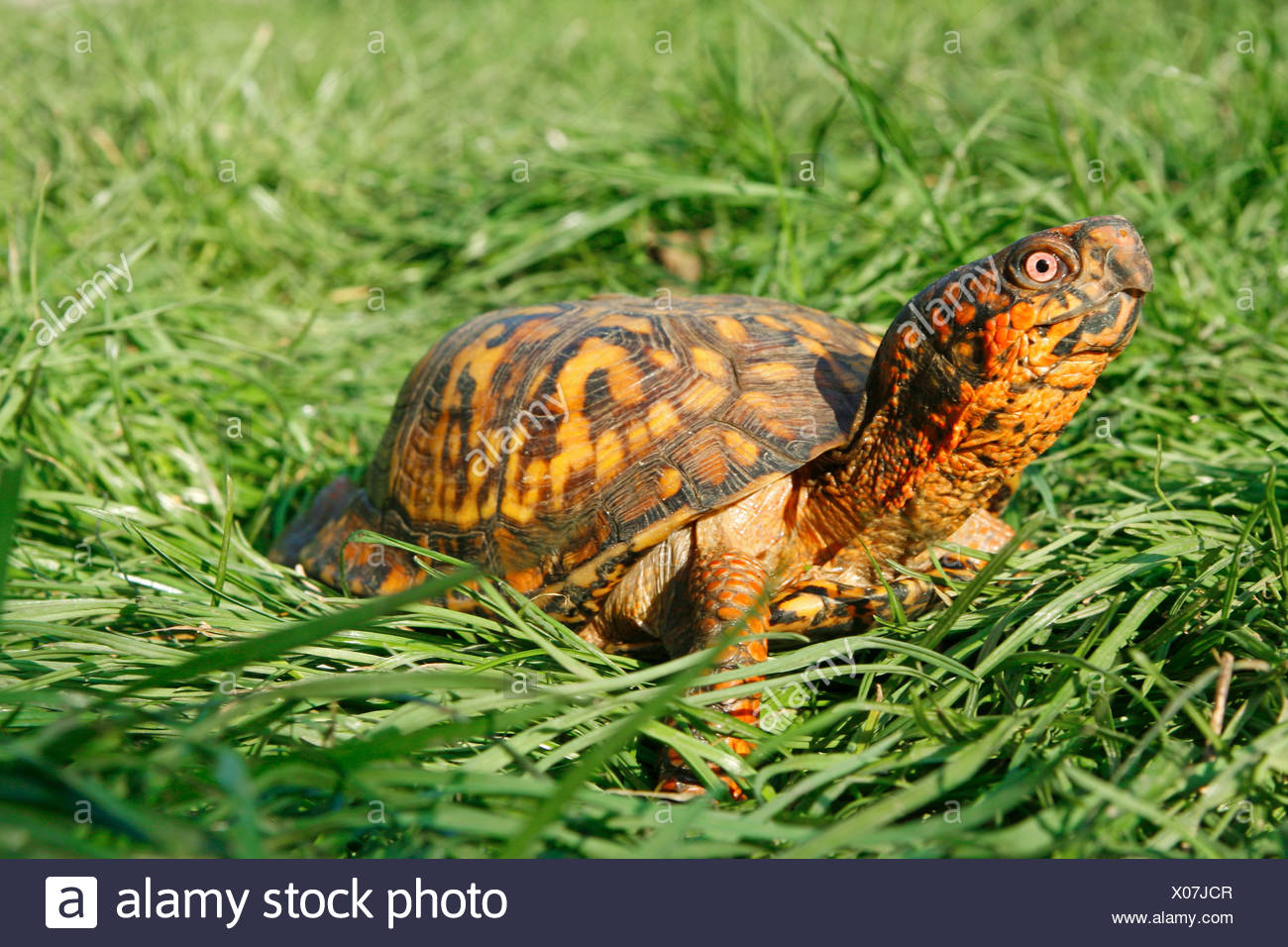 Eastern Box Turtle Terrapene Carolina Carolina High Resolution Stock ...