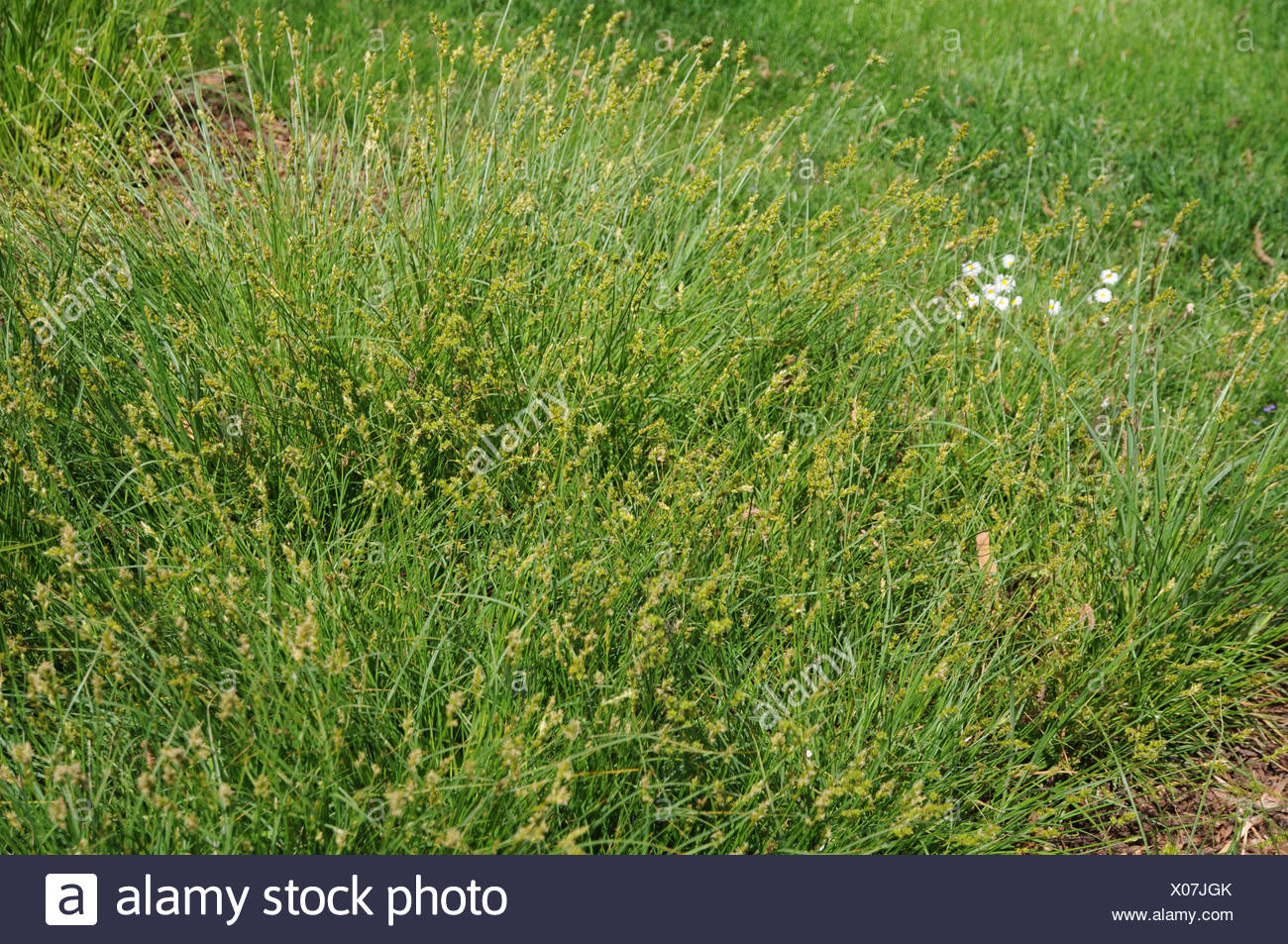 Seggen High Resolution Stock Photography and Images - Alamy