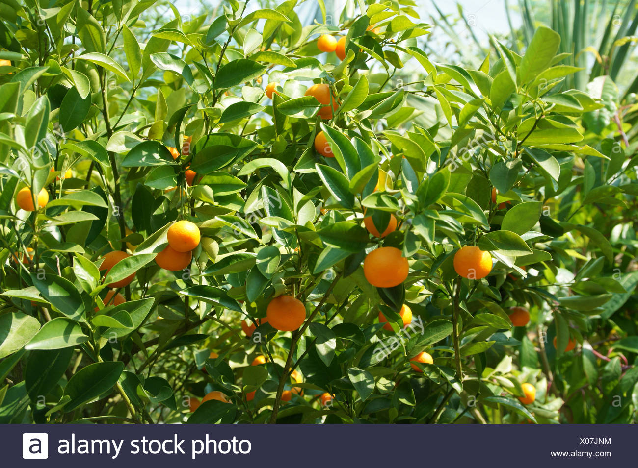 Fortunella High Resolution Stock Photography and Images - Alamy