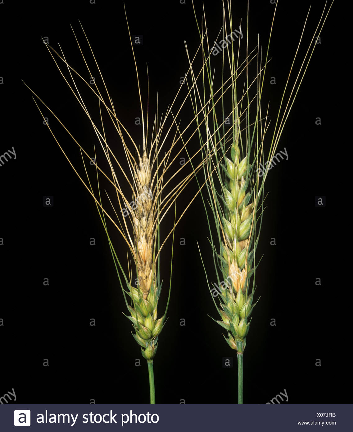Head Of Wheat Grains High Resolution Stock Photography and Images - Alamy