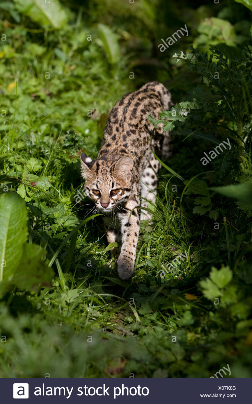 Felis Tigrinus High Resolution Stock Photography and Images - Alamy