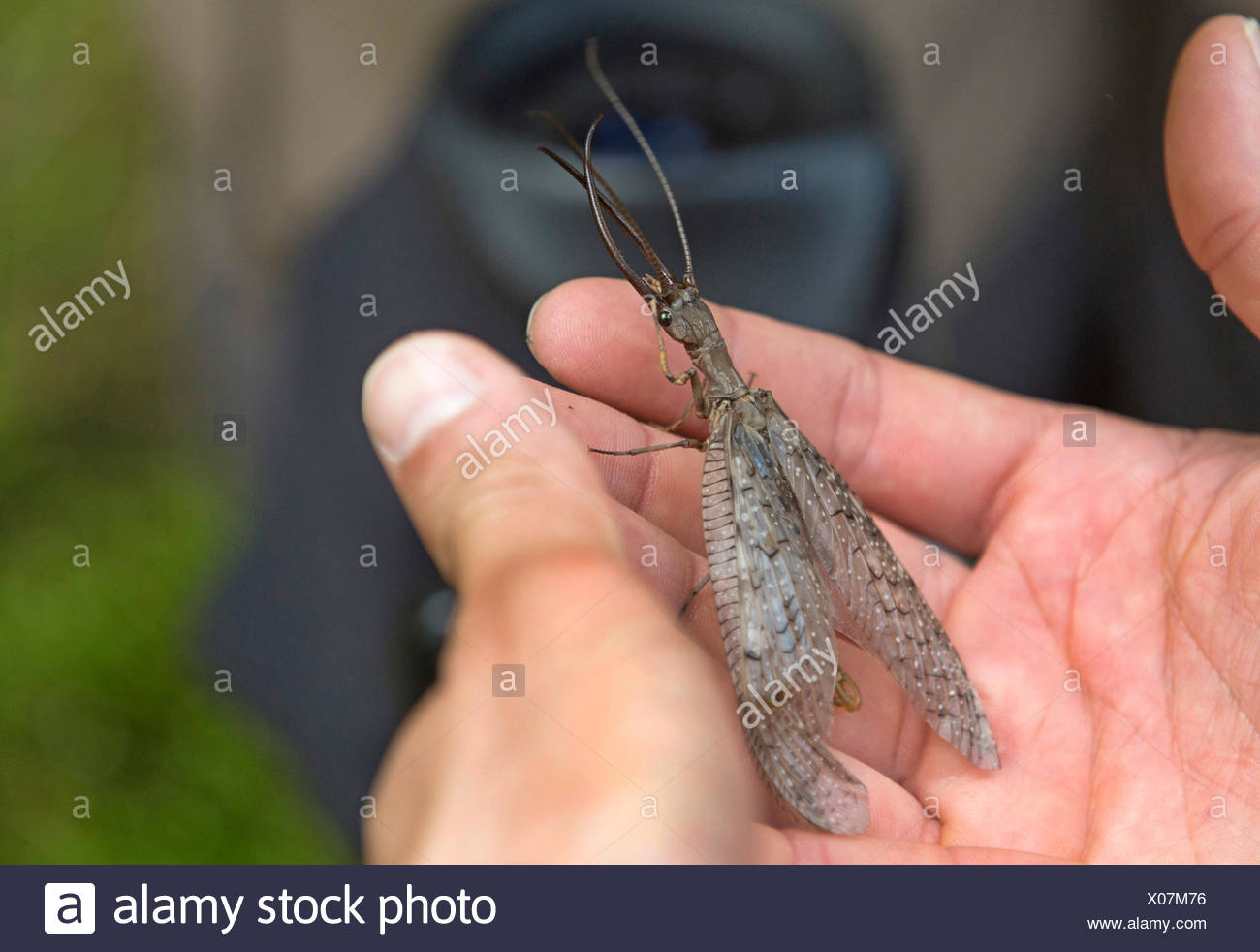 Dobsonflies Stock Photos & Dobsonflies Stock Images - Alamy