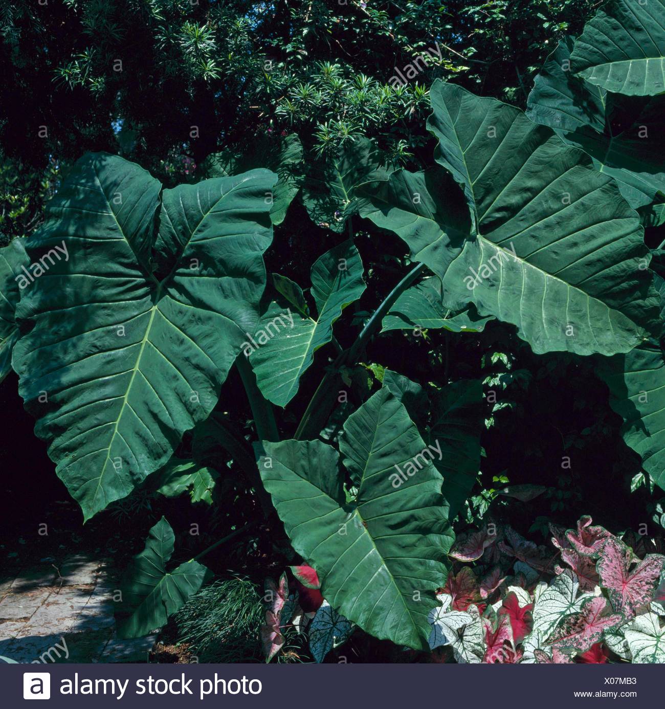 Xanthosoma Stock Photos & Xanthosoma Stock Images - Alamy
