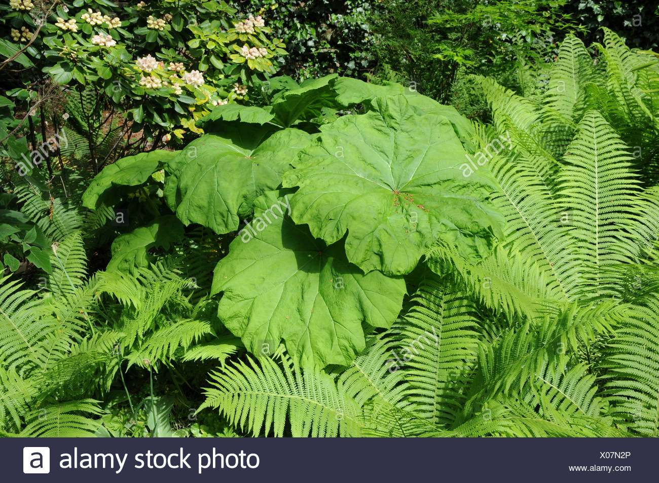 Astilboides Tabularis High Resolution Stock Photography and Images - Alamy
