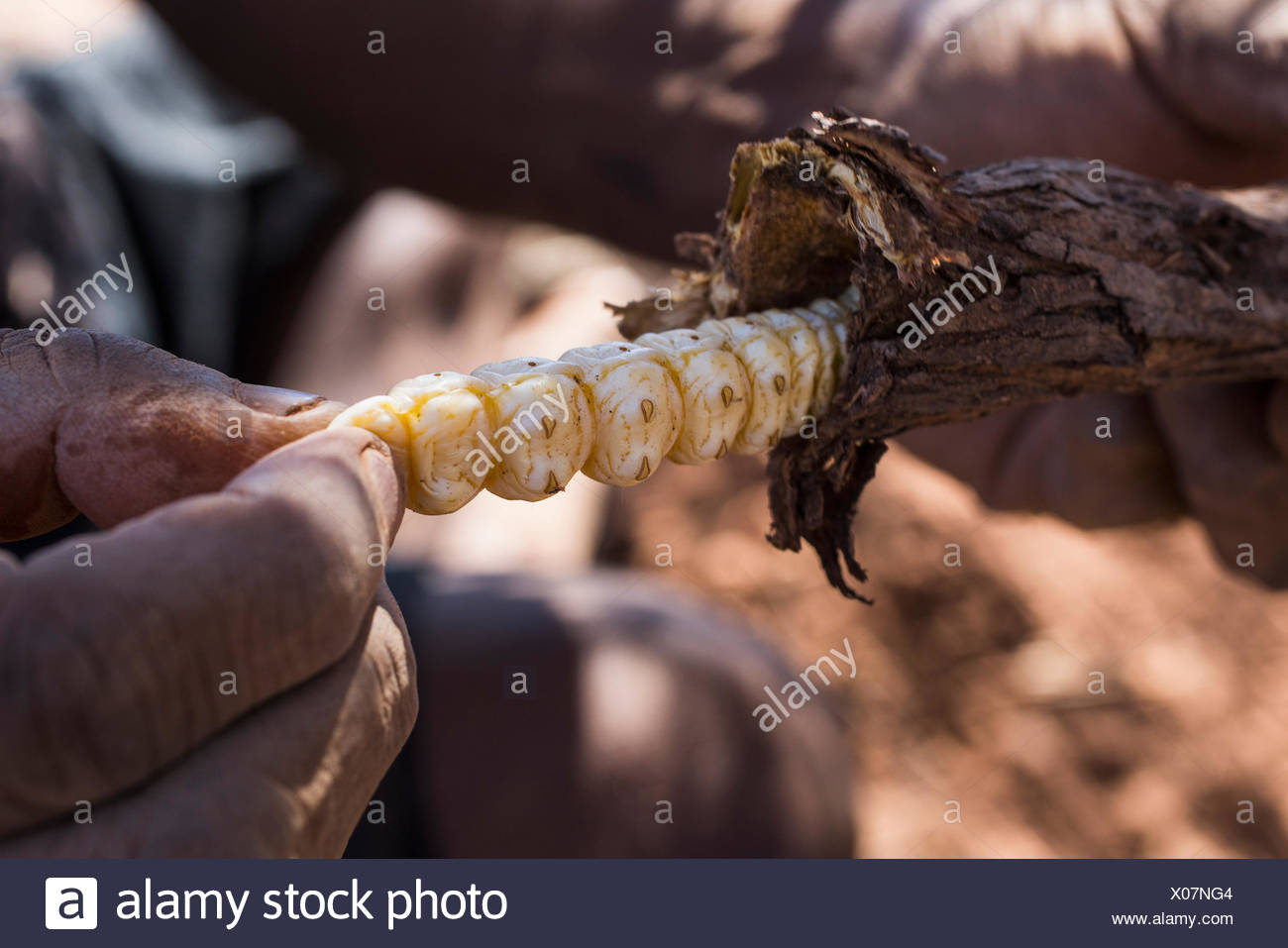 Witchetty Grub Australia High Resolution Stock Photography and Images ...
