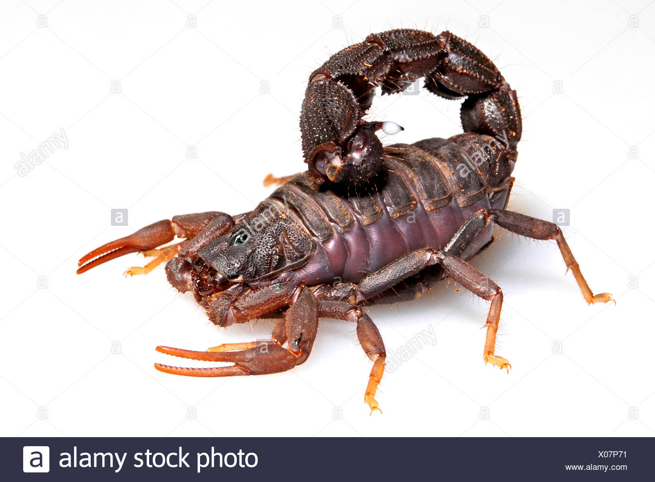 Dark Scorpion High Resolution Stock Photography and Images - Alamy