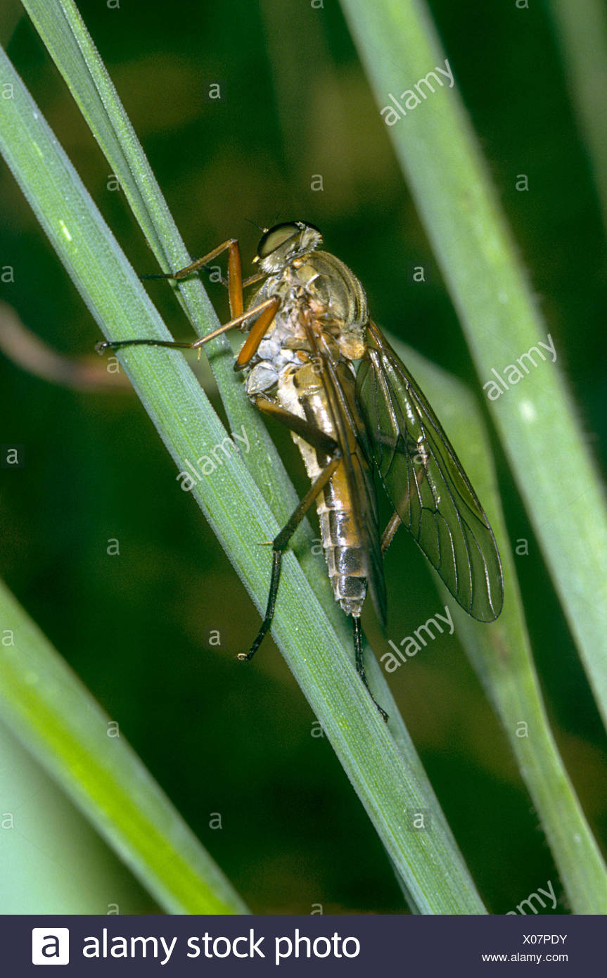 Rhagionidae High Resolution Stock Photography and Images - Alamy