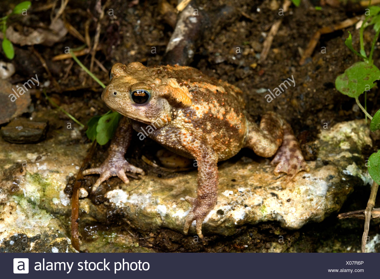 European Common Toad Bufo Bufo Spinosus High Resolution Stock ...