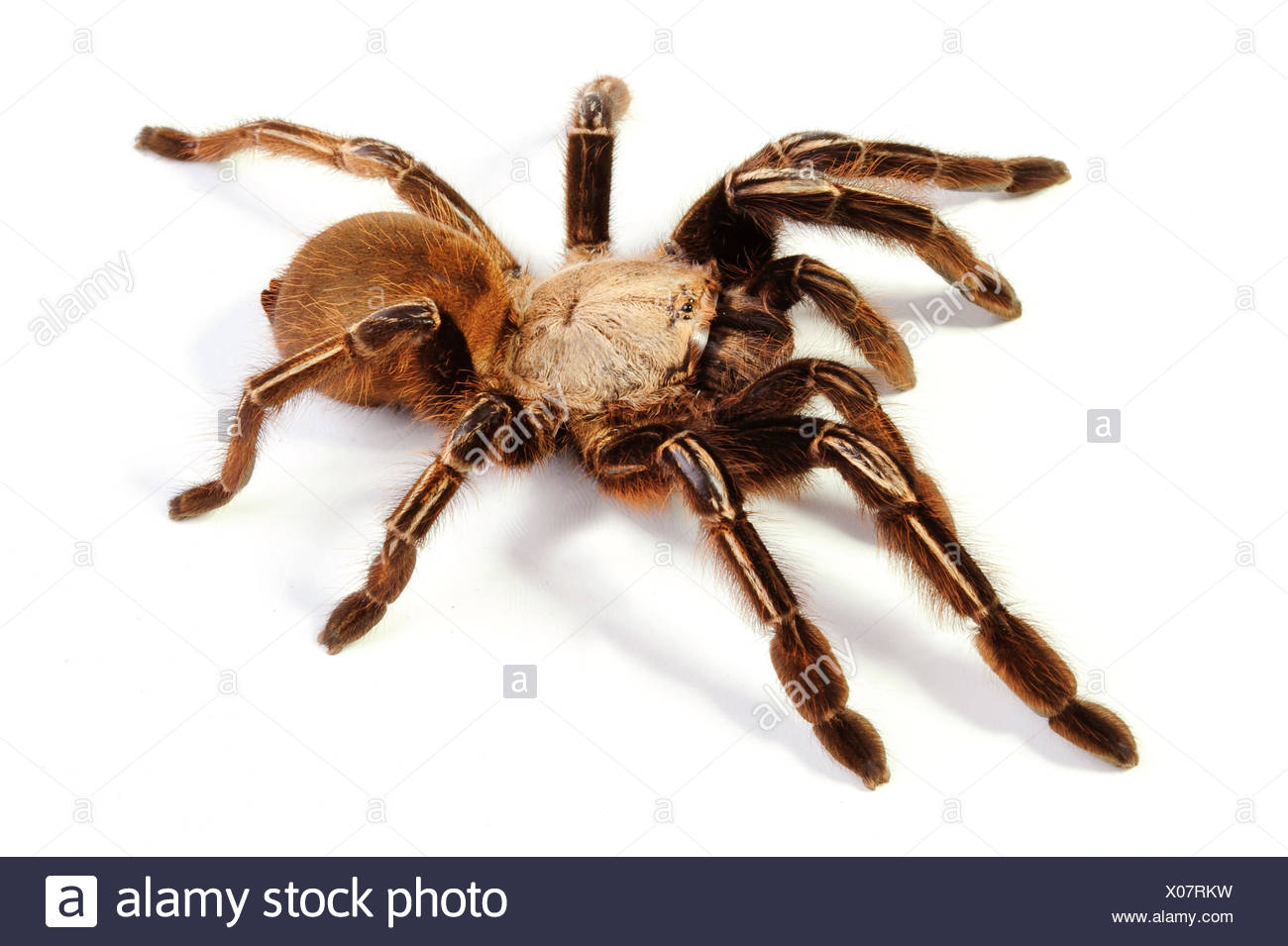 Bird Skeleton Cut Out Stock Photos & Bird Skeleton Cut Out Stock Images ...