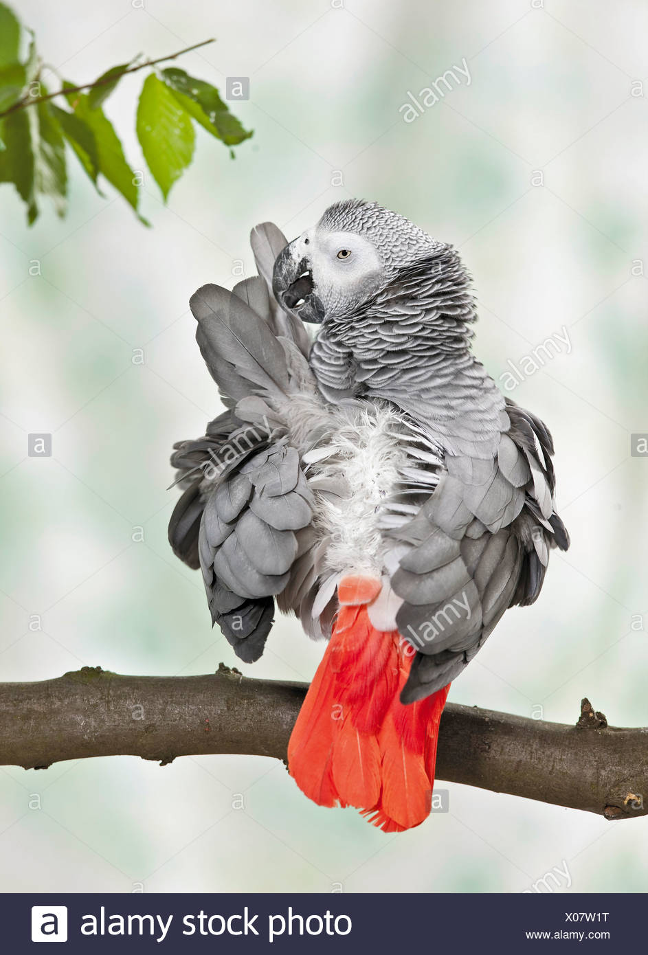 Parrot Preening High Resolution Stock Photography and Images - Alamy