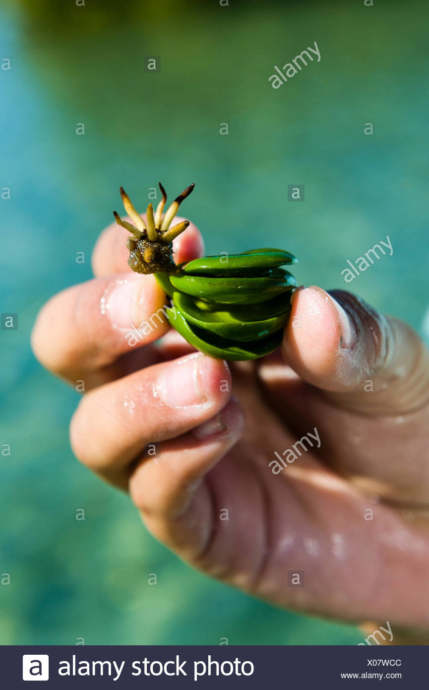 Mangrove Seed Stock Photos & Mangrove Seed Stock Images - Alamy
