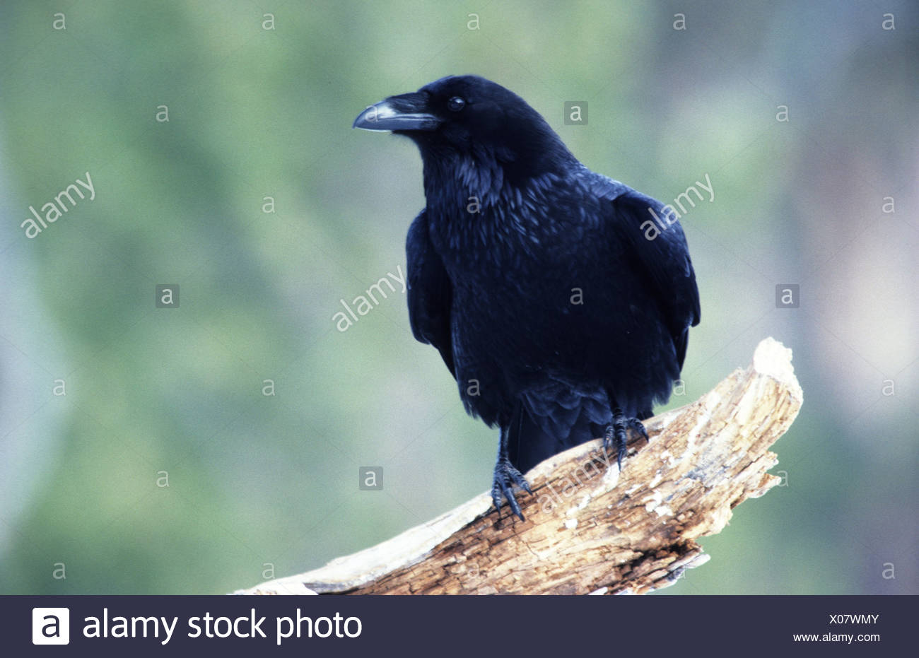 Front View Black Crow High Resolution Stock Photography and Images - Alamy