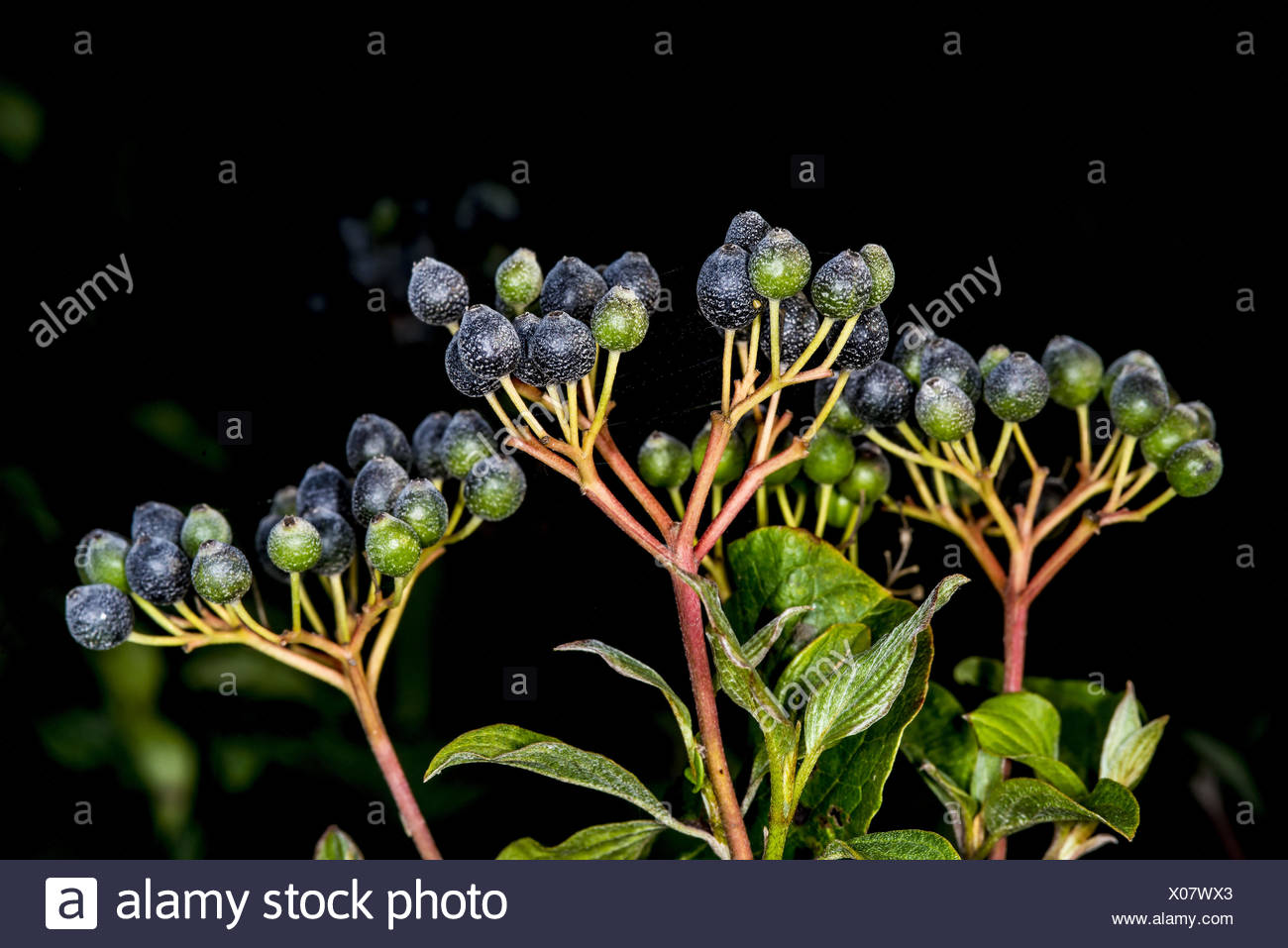 Cornus Fruits High Resolution Stock Photography and Images - Alamy
