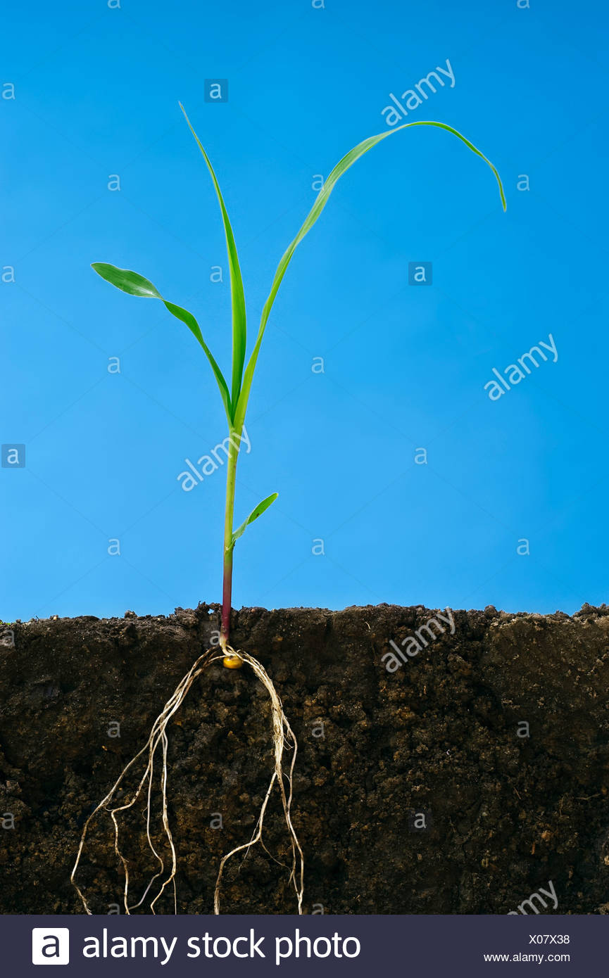 Plant Development Stage High Resolution Stock Photography and Images ...
