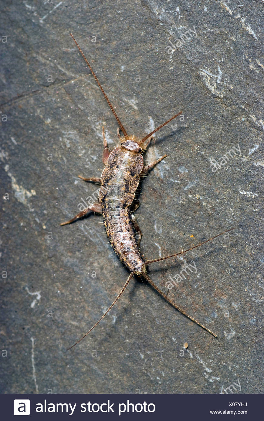 Silverfish Close Up High Resolution Stock Photography and Images - Alamy