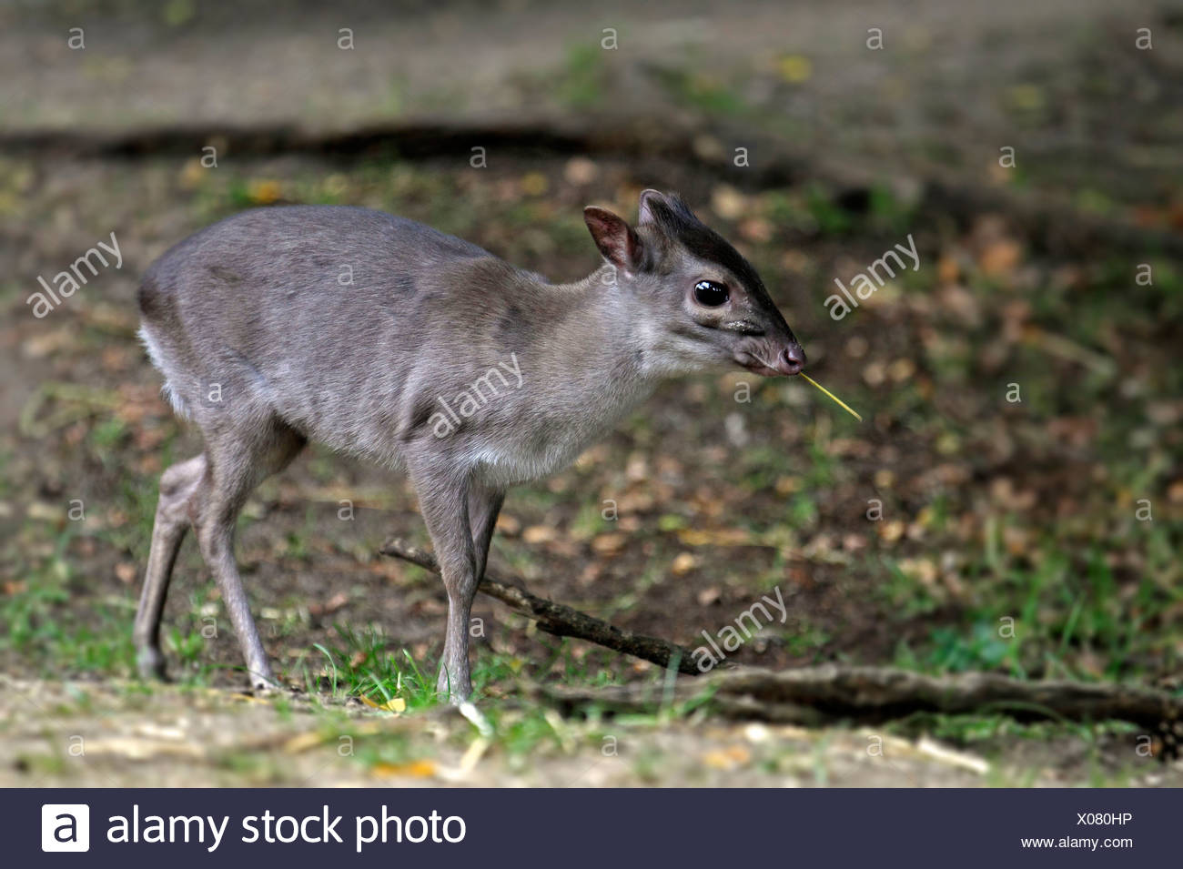 Cephalophus Monticola High Resolution Stock Photography and Images - Alamy