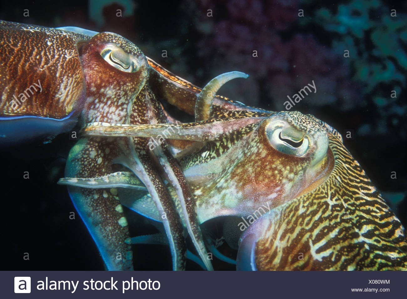 Mating Of Mollusks High Resolution Stock Photography and Images - Alamy