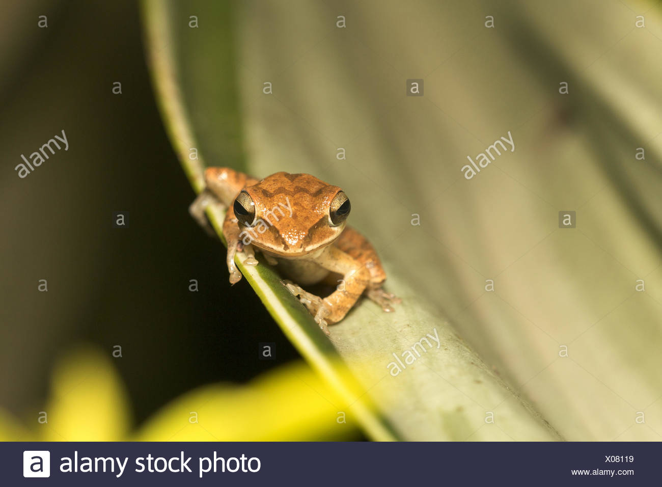 Jungle Amphibians High Resolution Stock Photography and Images - Alamy