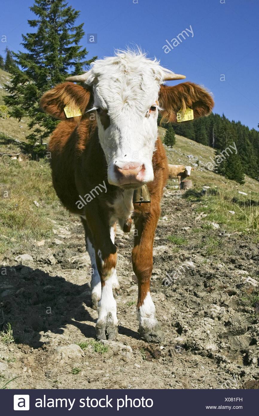 Simmental Breed Stock Photos & Simmental Breed Stock Images - Alamy