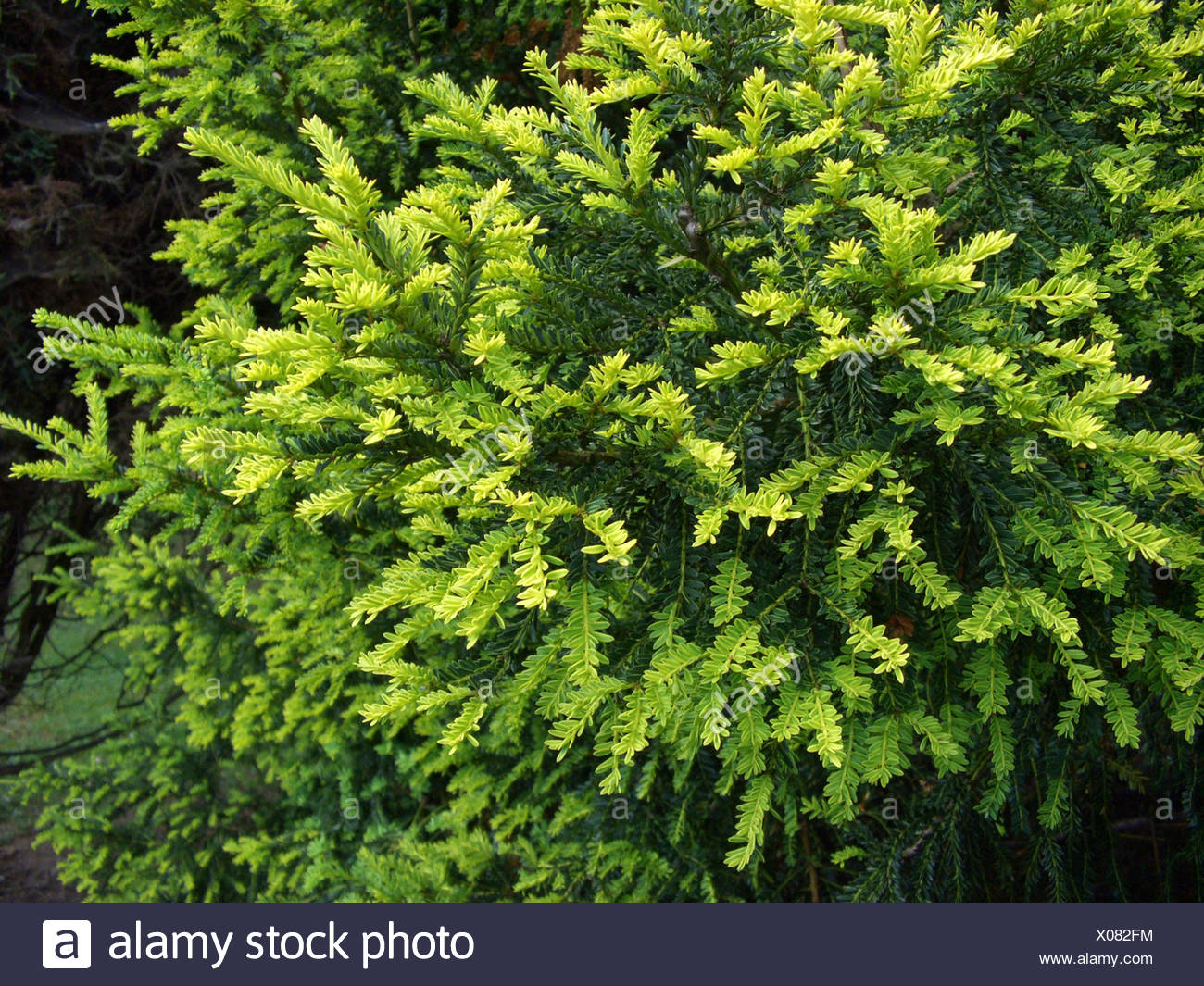 Yew Leaf High Resolution Stock Photography and Images - Alamy