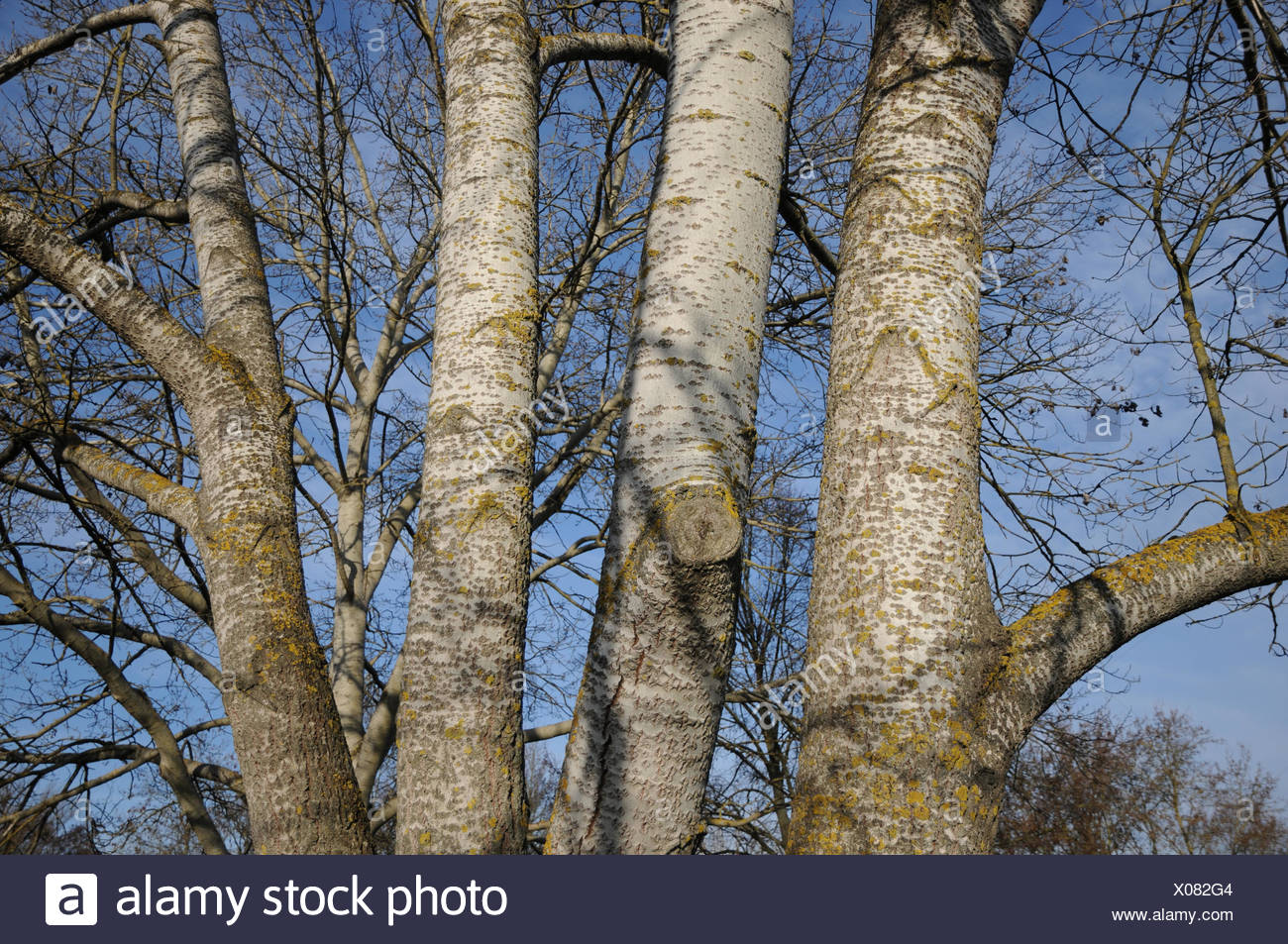 Weisspappel Silber Pappel Populus Alba High Resolution Stock ...