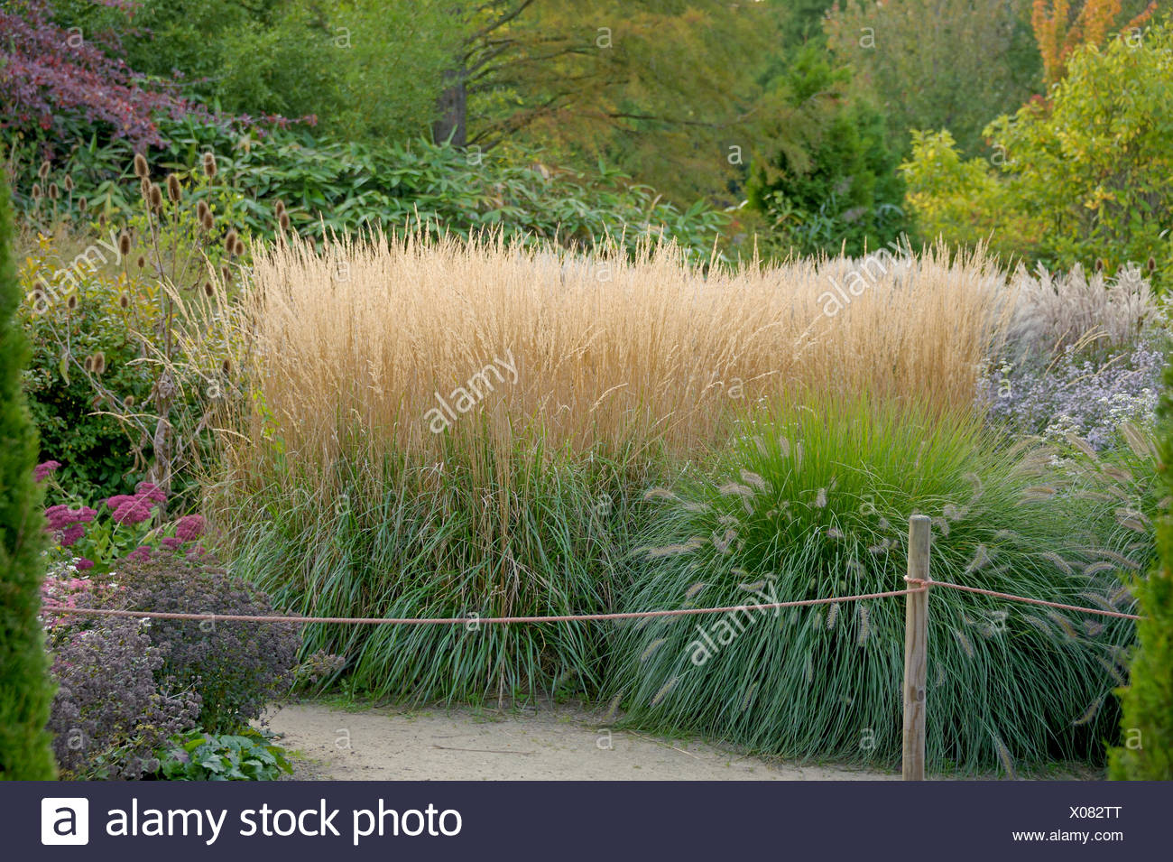 Purple Small Reed High Resolution Stock Photography and Images - Alamy