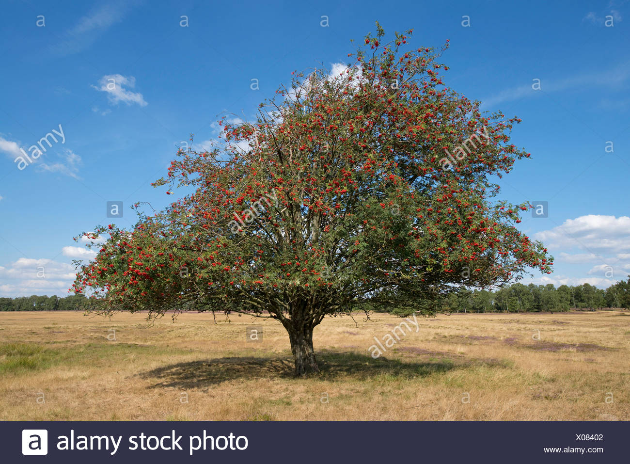Red Ash High Resolution Stock Photography and Images - Alamy