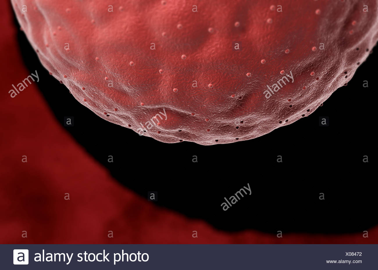 Blastomere Stock Photos & Blastomere Stock Images - Alamy
