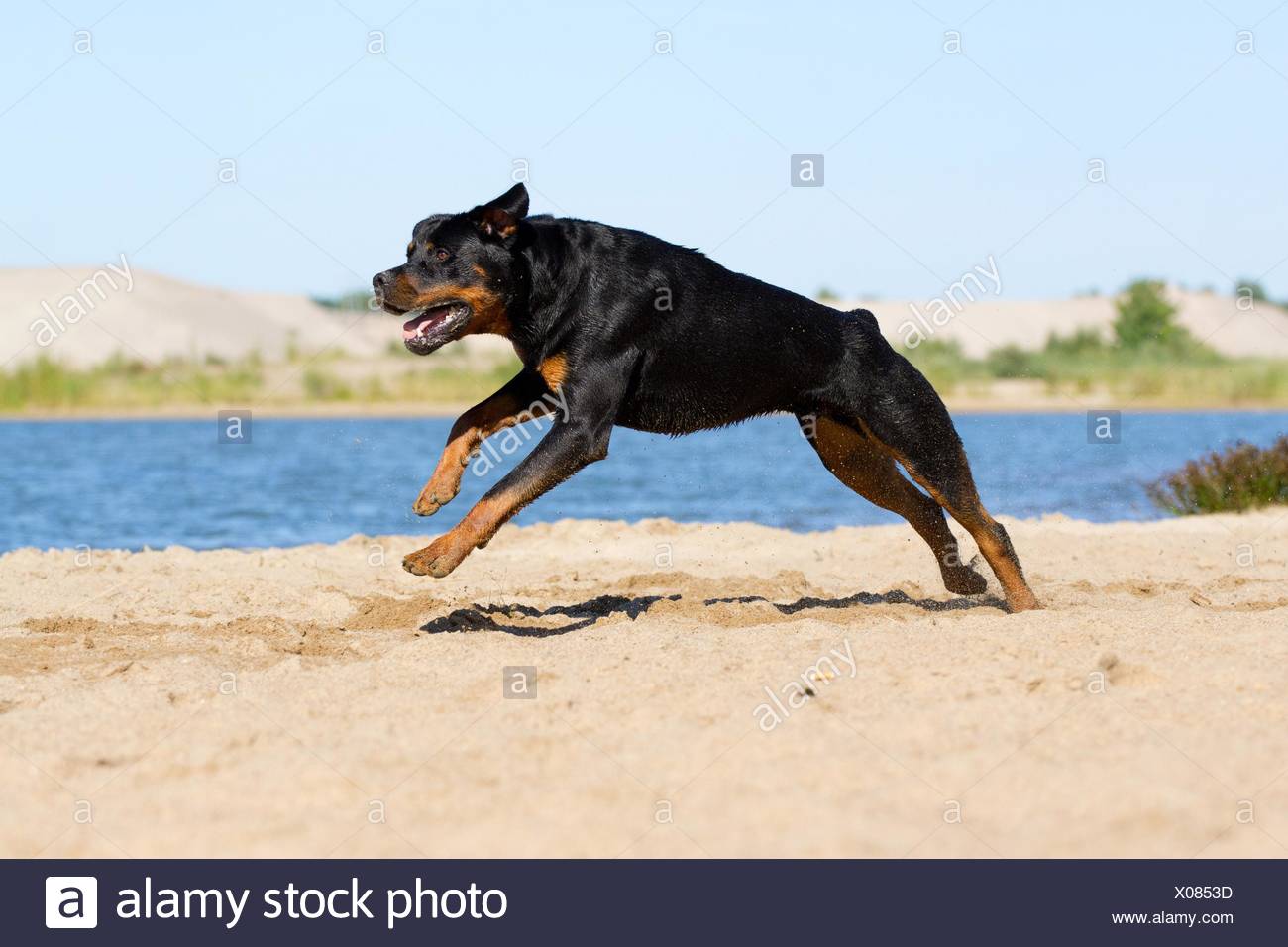 Rottweiler Running High Resolution Stock Photography and Images - Alamy