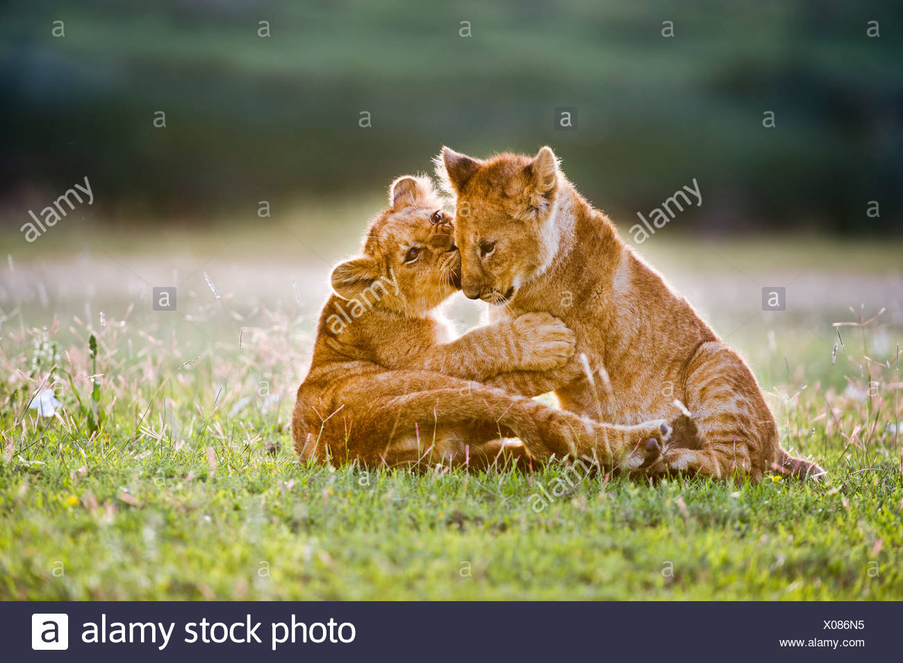African Lion High Resolution Stock Photography and Images - Alamy