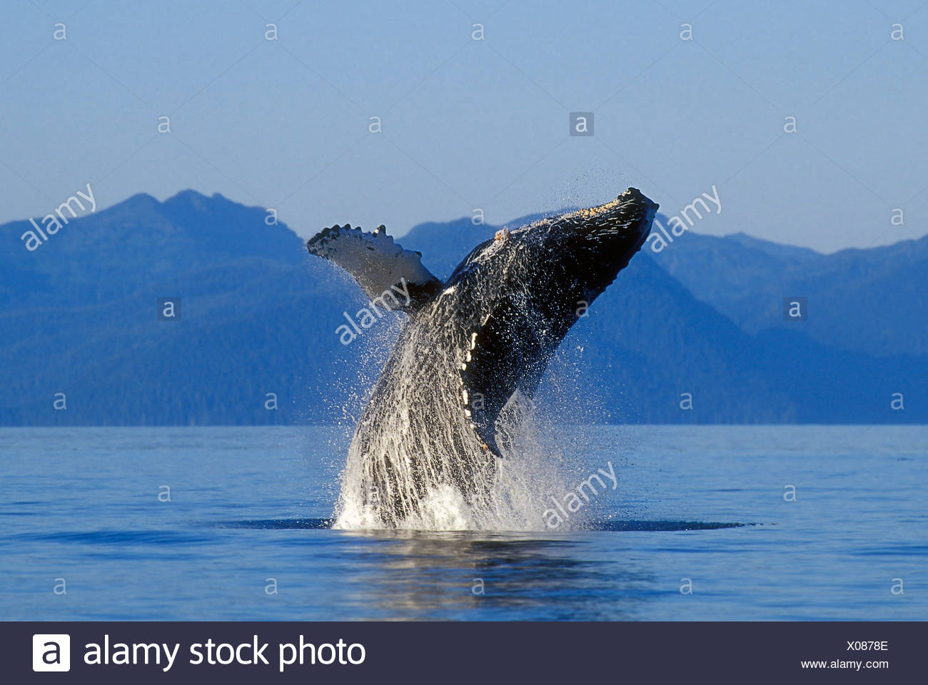 Alaska Humpback Whale Breaching In High Resolution Stock Photography ...