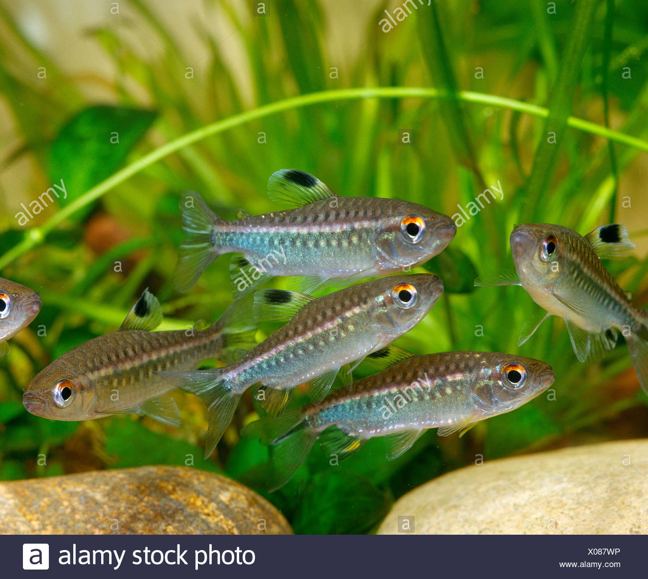 African Tetra Stock Photos & African Tetra Stock Images - Alamy