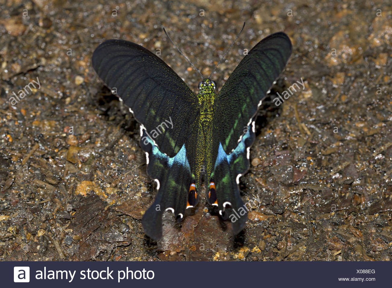Paris Peacock Butterfly High Resolution Stock Photography and Images ...